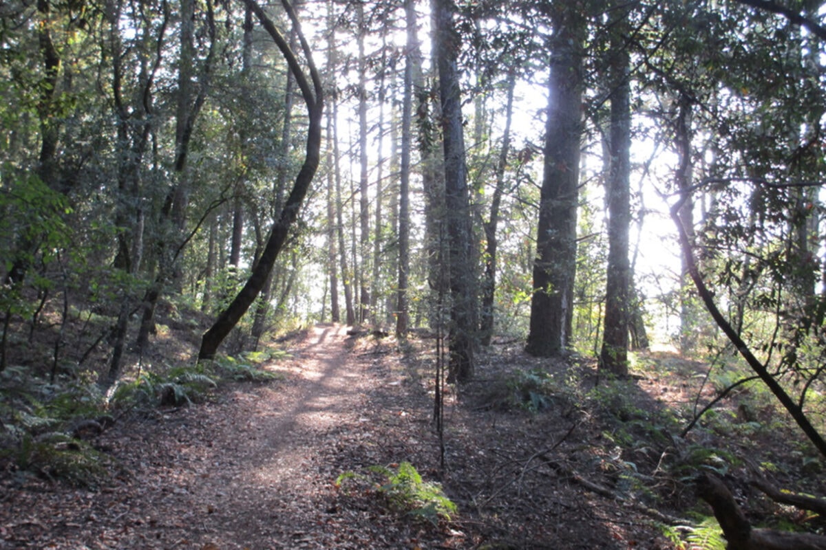 Hiking in Trione-Annadel State Park - Santa Rosa Southeast Greenway